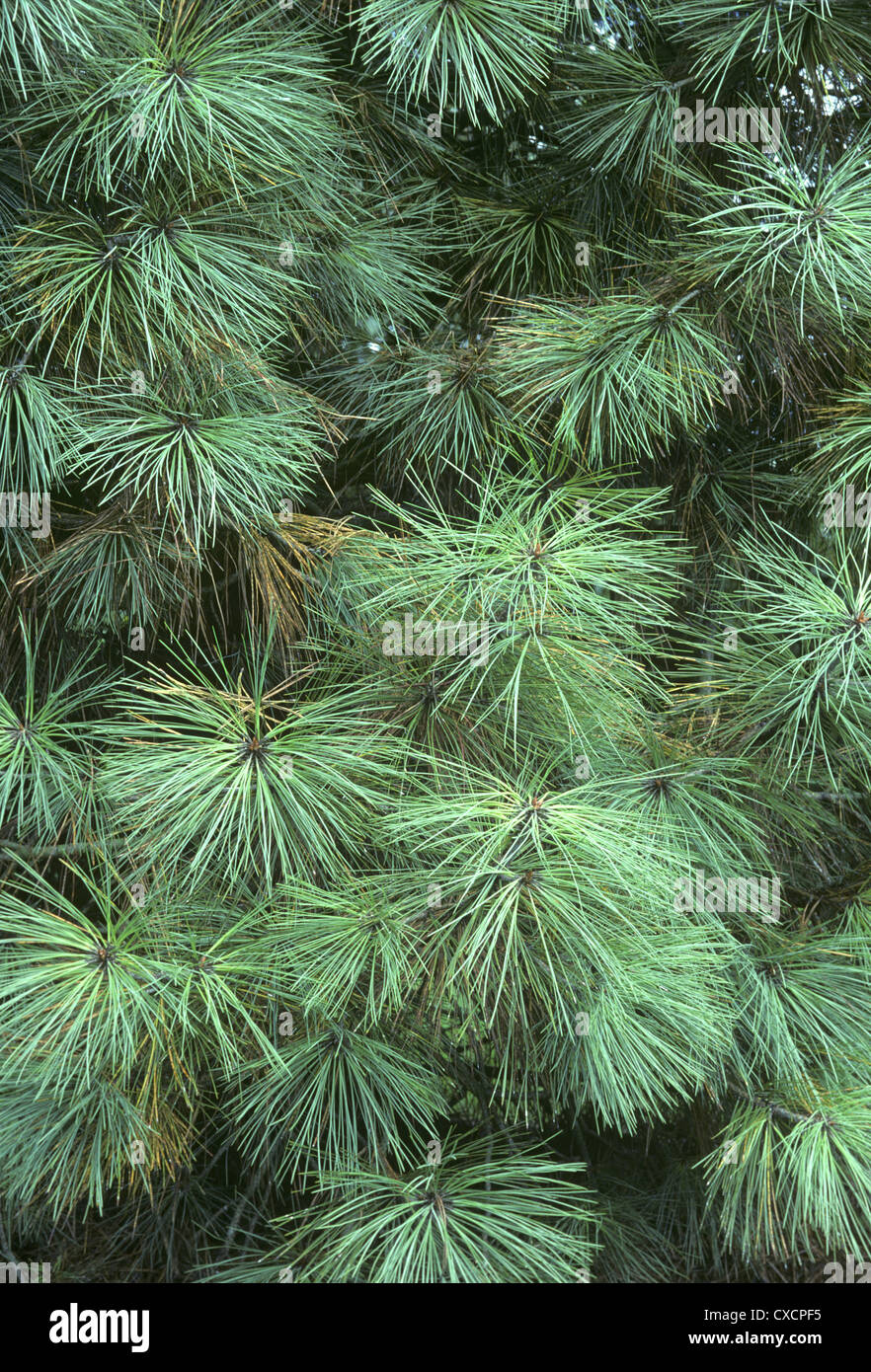 Jeffrey Pine Pinus jeffreyi Stock Photo - Alamy