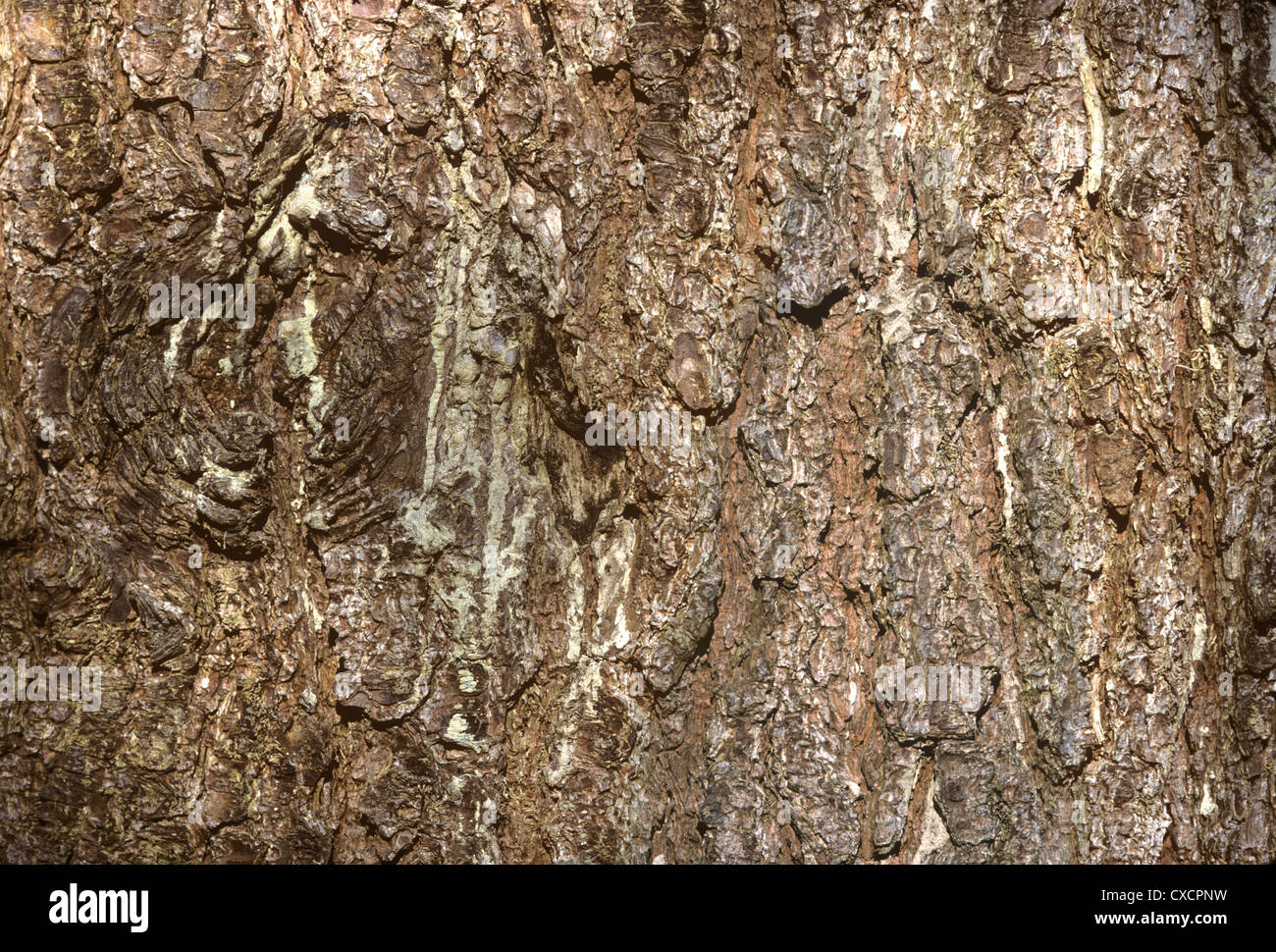 Macedonian Pine Pinus peuce (Pinaceae Stock Photo - Alamy