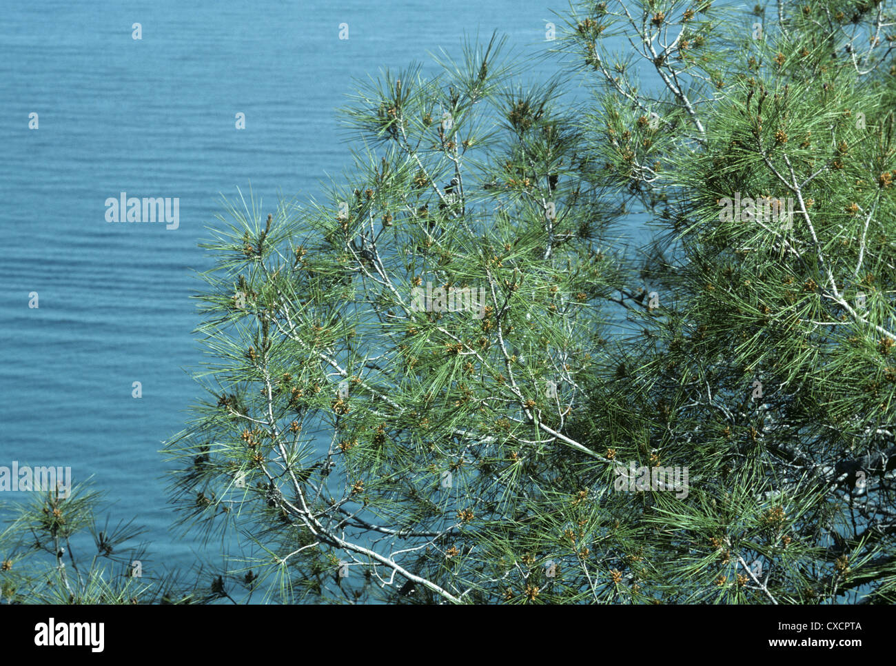 Calabrian pine hi-res stock photography and images - Alamy