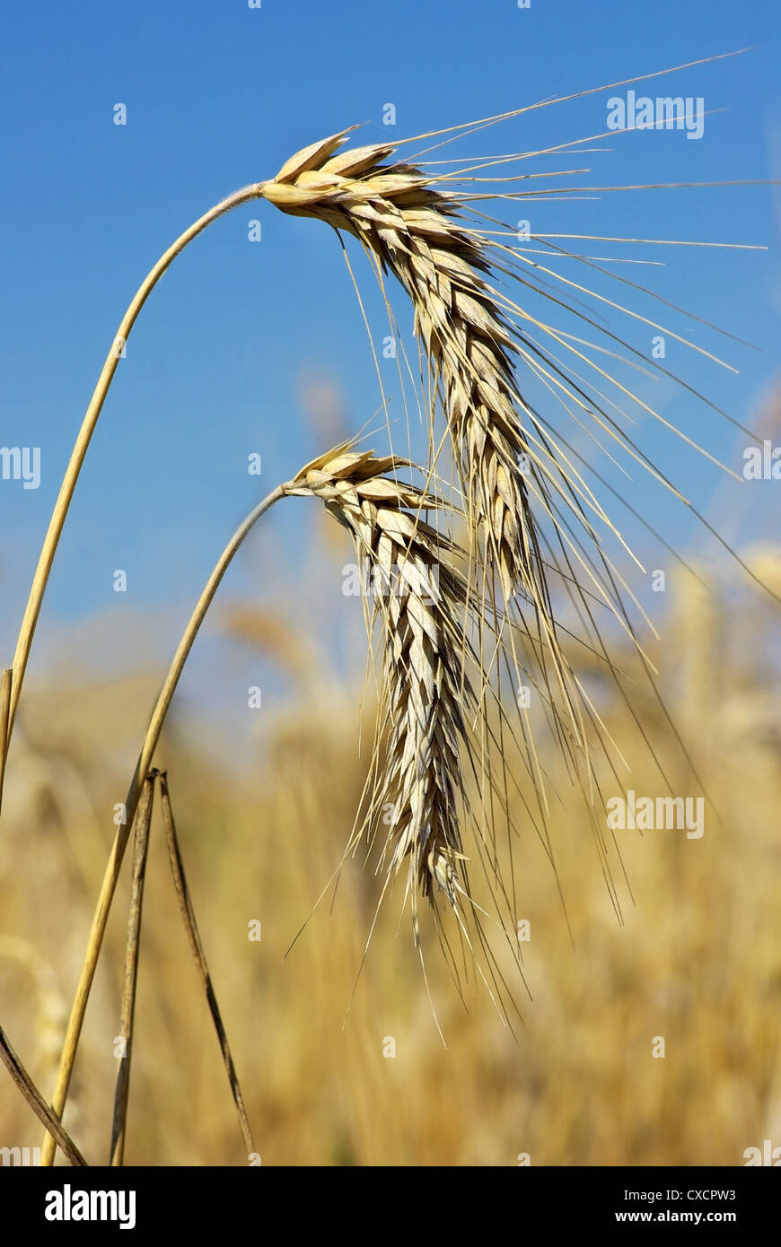 two wheat spikes Stock Photo - Alamy