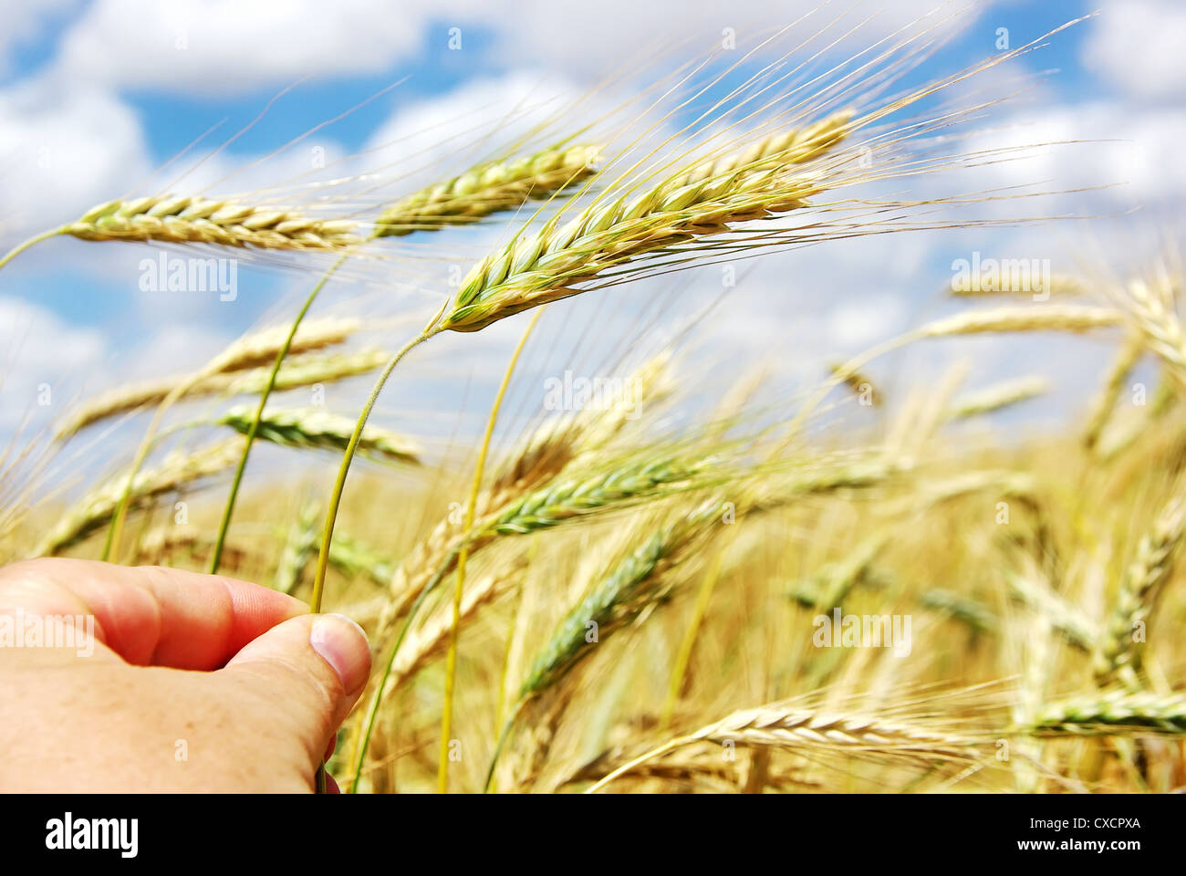 Hand with spike of wheat Stock Photo - Alamy