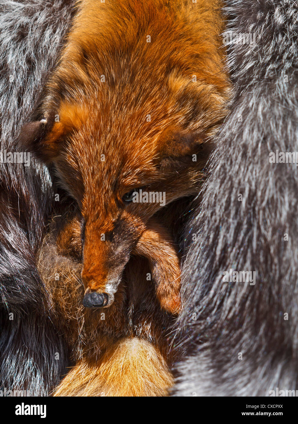 Fox and silver fox animal pelts controversially on public display for ...