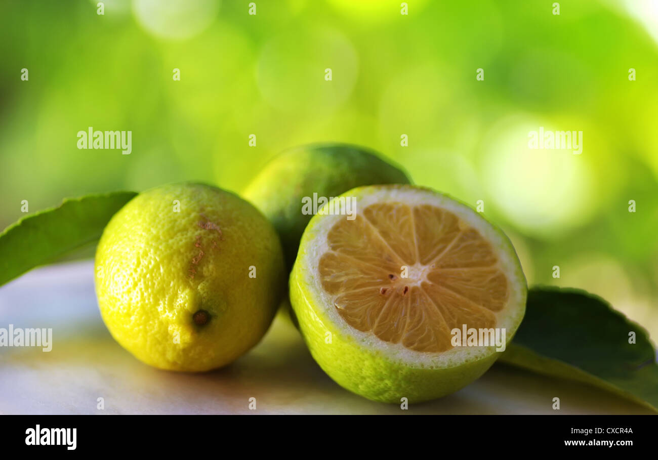 Green lemons on green background Stock Photo - Alamy