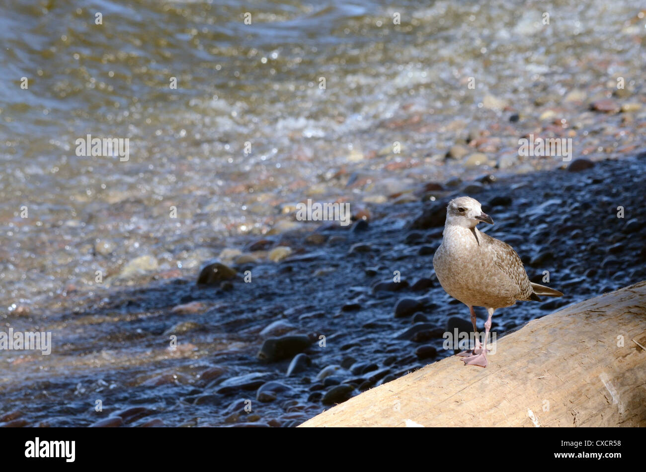 Water hawk hi-res stock photography and images - Alamy
