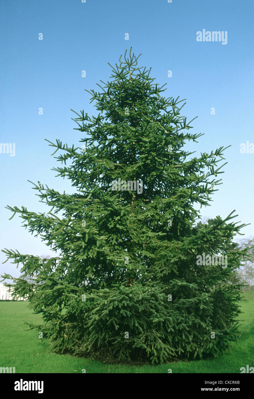 Spanish (Hedgehog) Fir Abies pinsapo (Pinaceae Stock Photo - Alamy