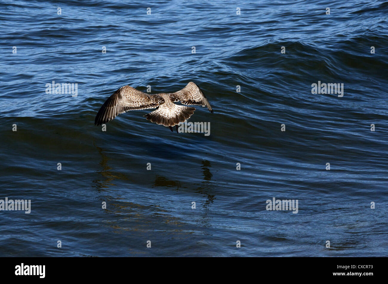 Water hawk hi-res stock photography and images - Alamy
