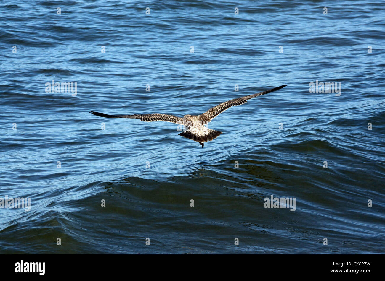 Water hawk hi-res stock photography and images - Alamy