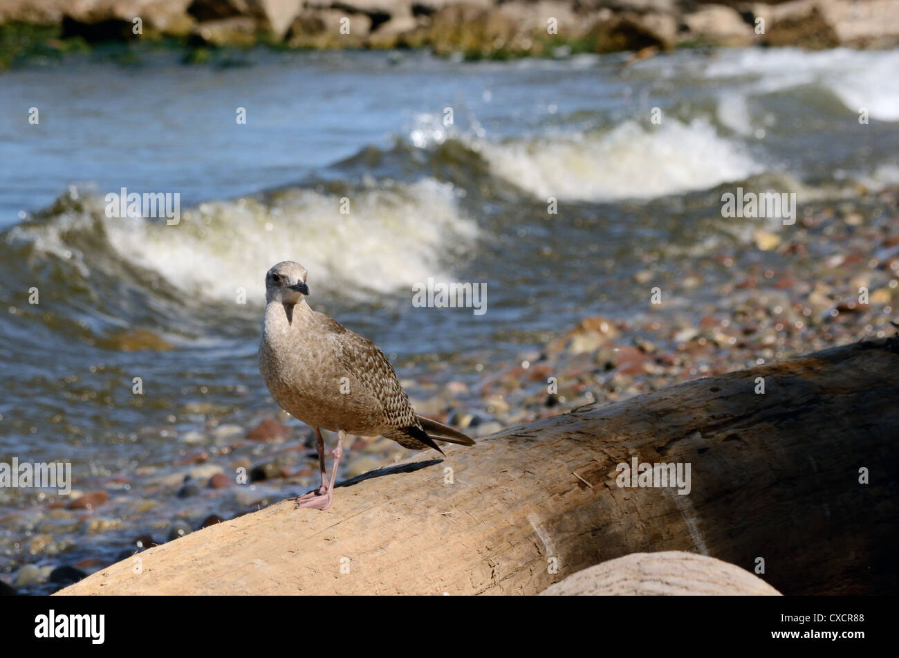 Hawk on Ontario Lake shoreline log Stock Photo - Alamy