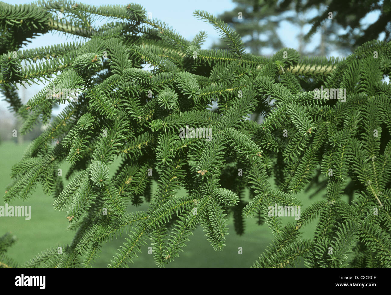 Spanish (Hedgehog) Fir Abies pinsapo (Pinaceae Stock Photo - Alamy