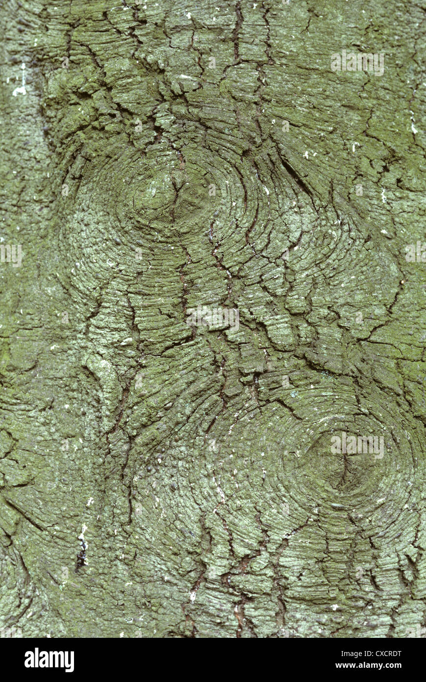 Giant Fir Abies grandis (Pinaceae Stock Photo - Alamy