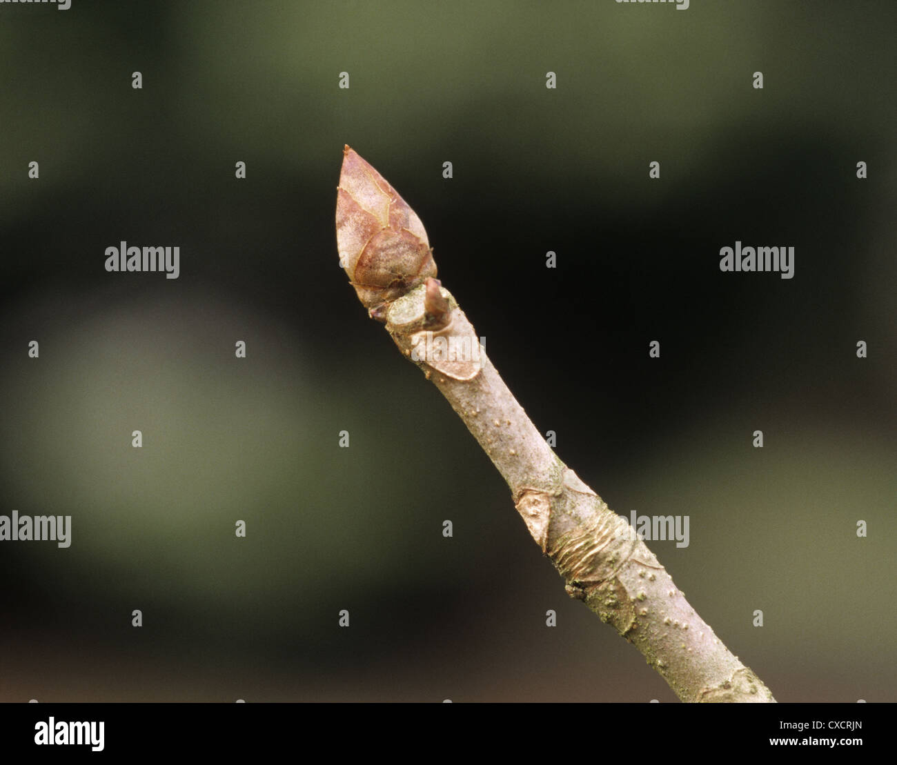 Aesculus flava hi-res stock photography and images - Alamy