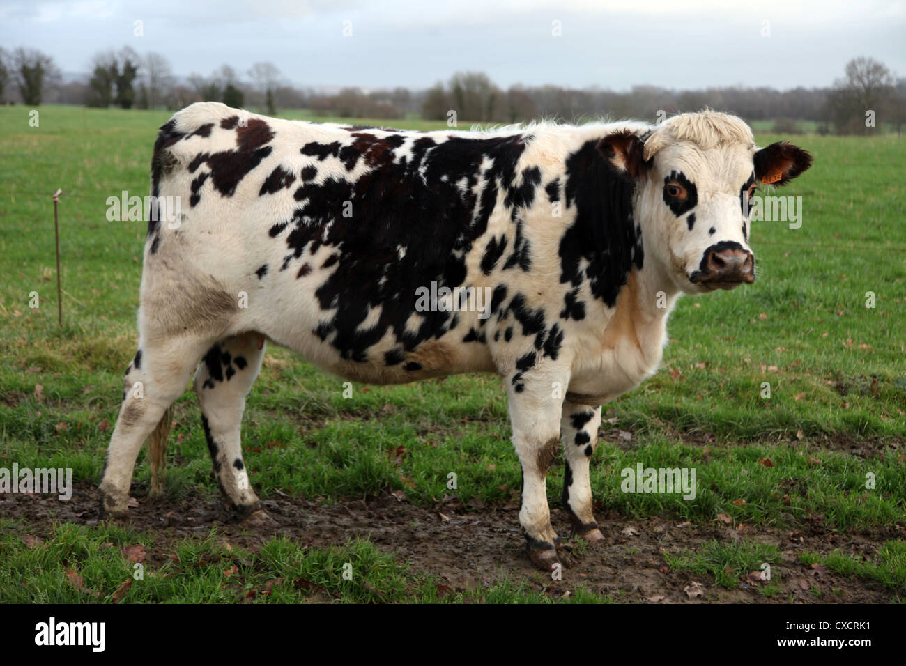 It's a photo of a Normand Cow in a grass field in Normandy, West of ...