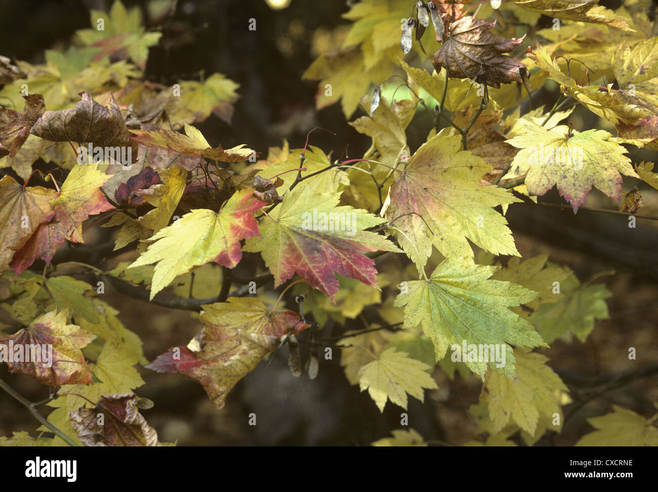 Downy Japanese Maple Acer Japonicum High Resolution Stock Photography ...