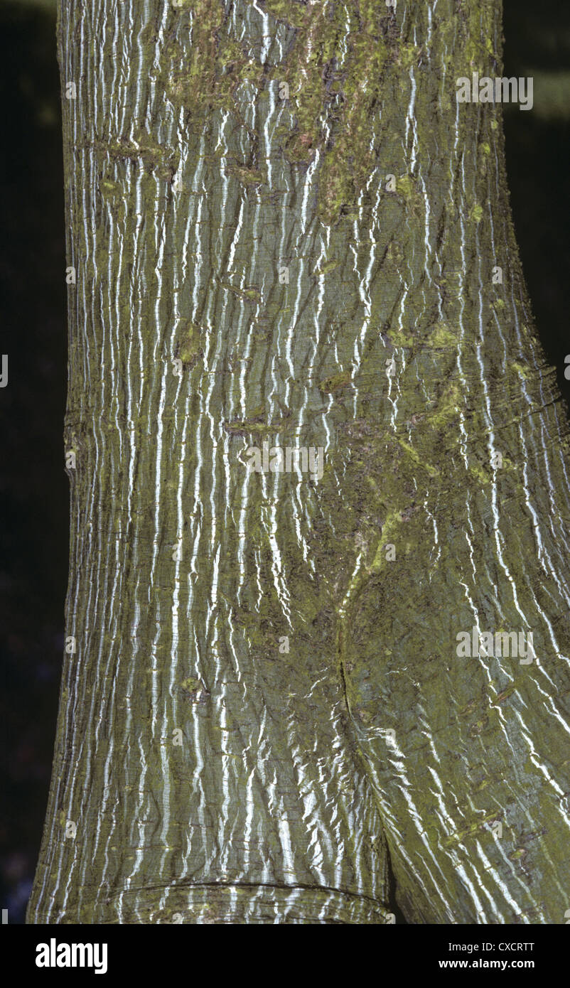 Moosewood tree hi-res stock photography and images - Alamy