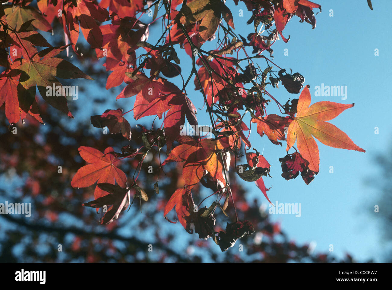 Downy Japanese Maple Acer japonicum (Aceraceae Stock Photo - Alamy