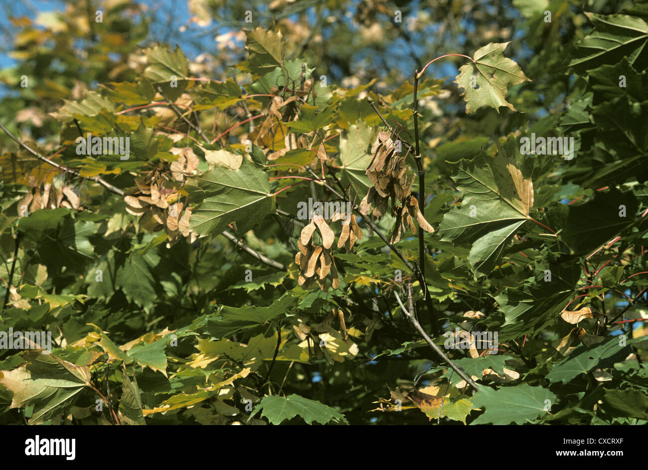 Norway Maple Acer platanoides Aceraceae Stock Photo - Alamy