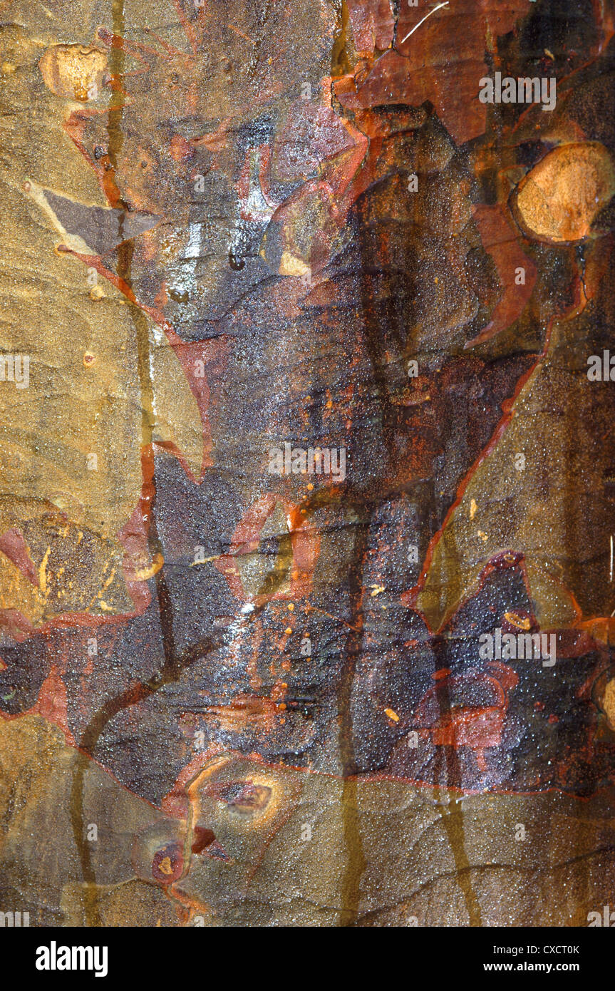 Paper-bark Maple Acer griseum (Aceraceae Stock Photo - Alamy