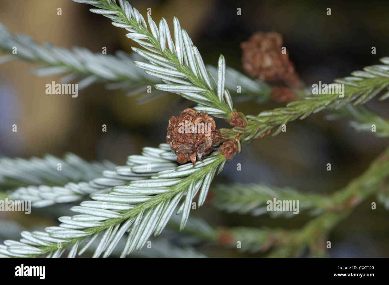 Coastal Redwood Sequoia sempervirens (Taxodiaceae Stock Photo - Alamy