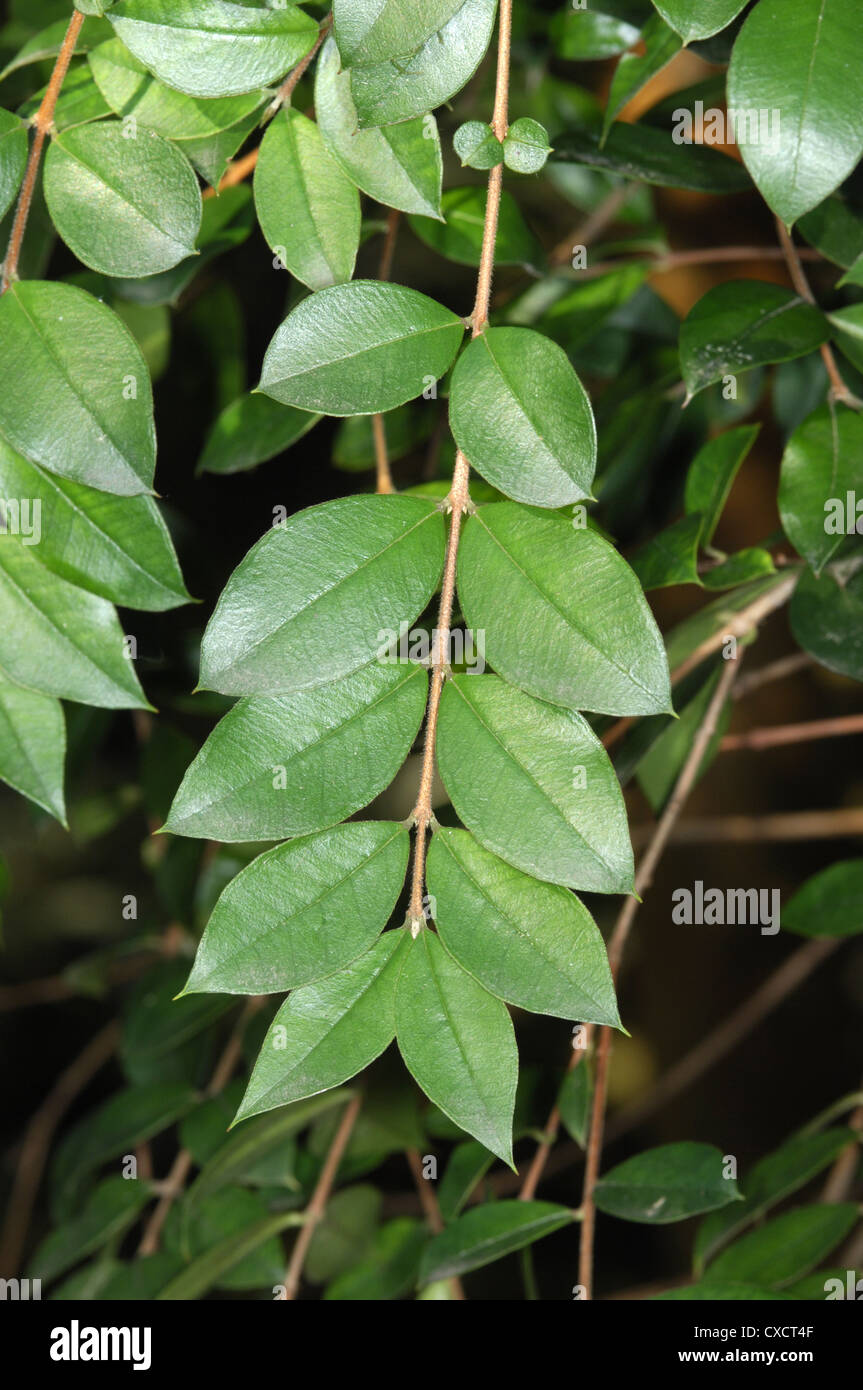 Apiculata hi-res stock photography and images - Alamy