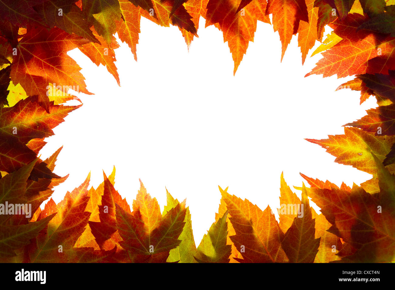 Fall Maple Tree Leaves Border on White Background Stock Photo - Alamy