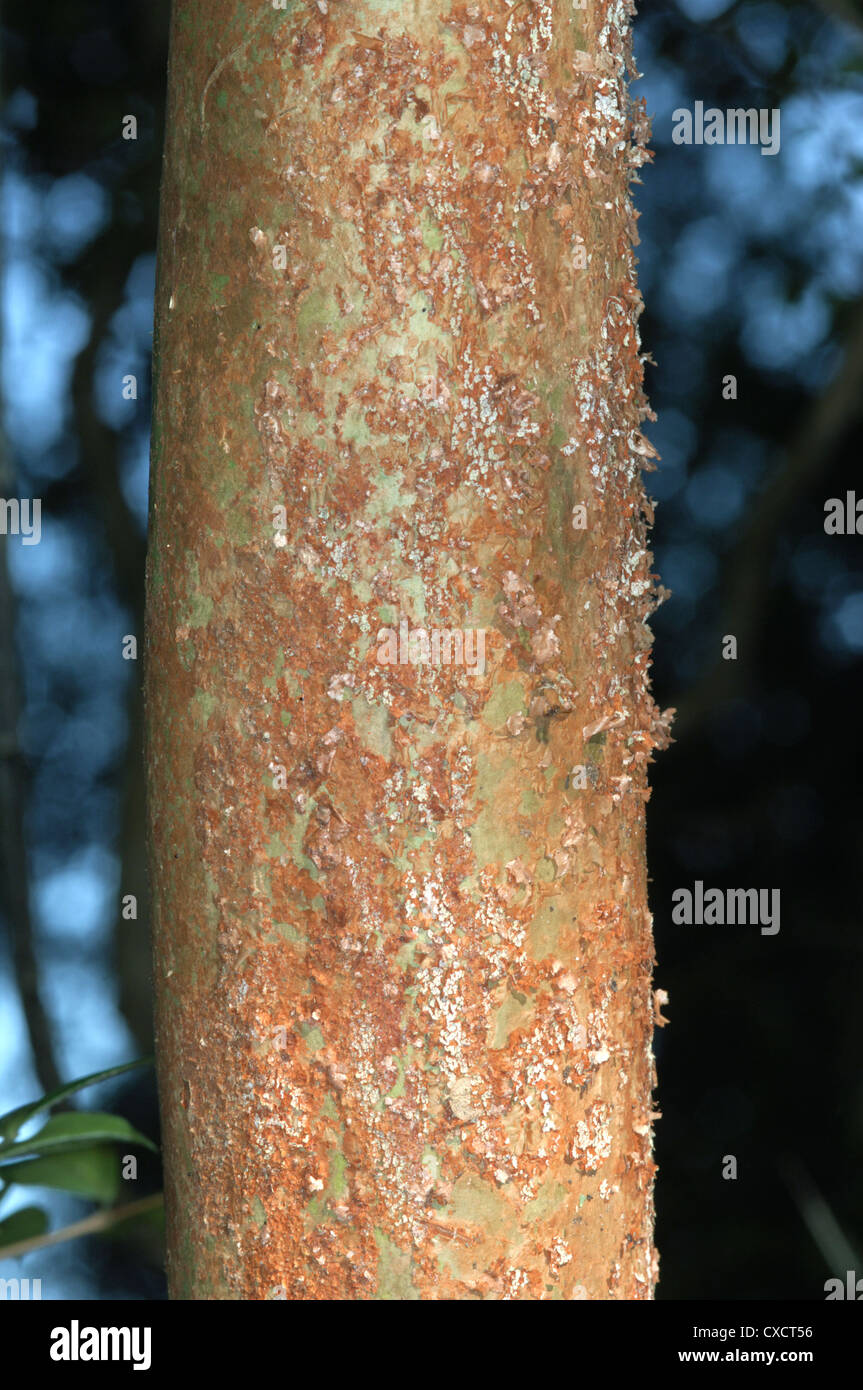 Luma apiculata tree hi-res stock photography and images - Alamy