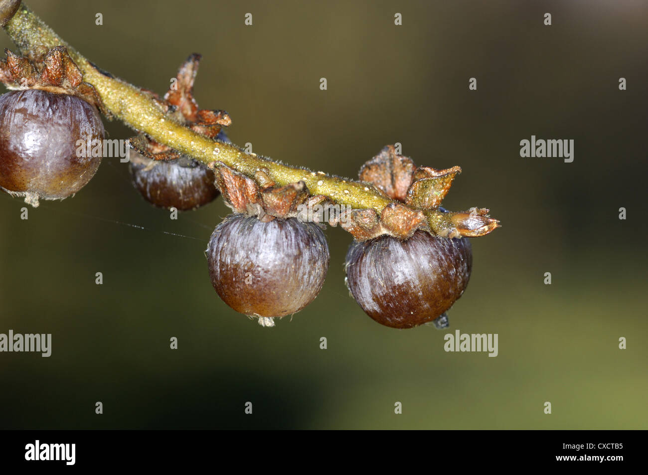 Date plum tree hi-res stock photography and images - Alamy