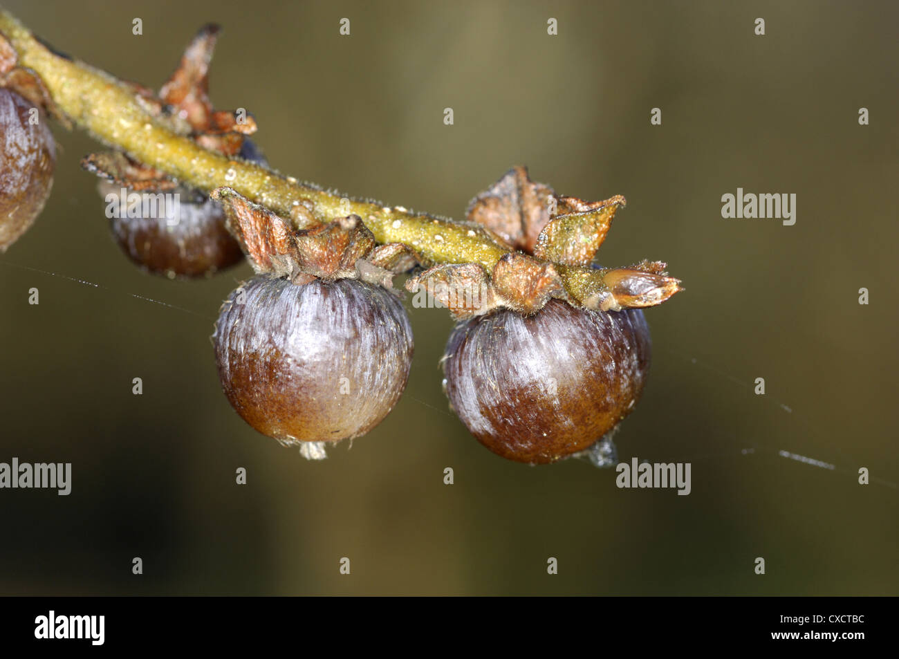 Lotus tree fruit hi-res stock photography and images - Alamy