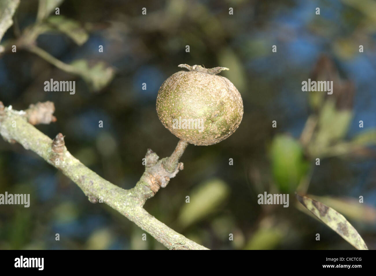 Almond leaved pear tree hi-res stock photography and images - Alamy