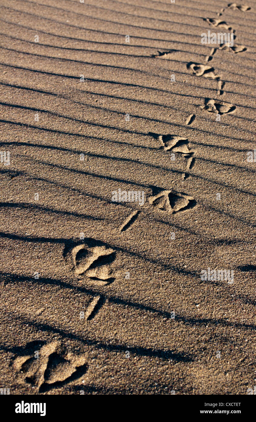 Seagull foot prints and ripples in the sand on the beach Stock Photo ...