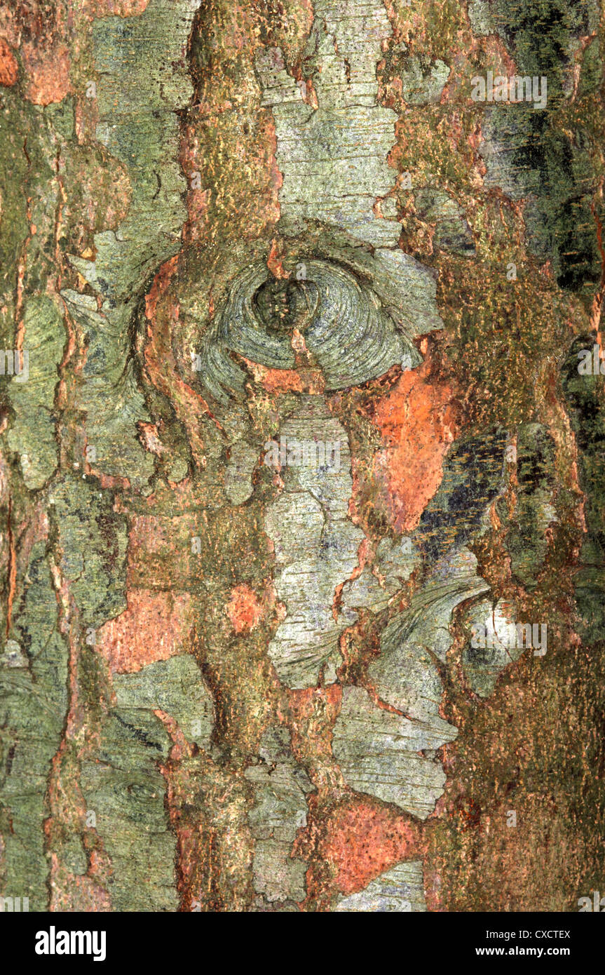 Coigue tree hi-res stock photography and images - Alamy