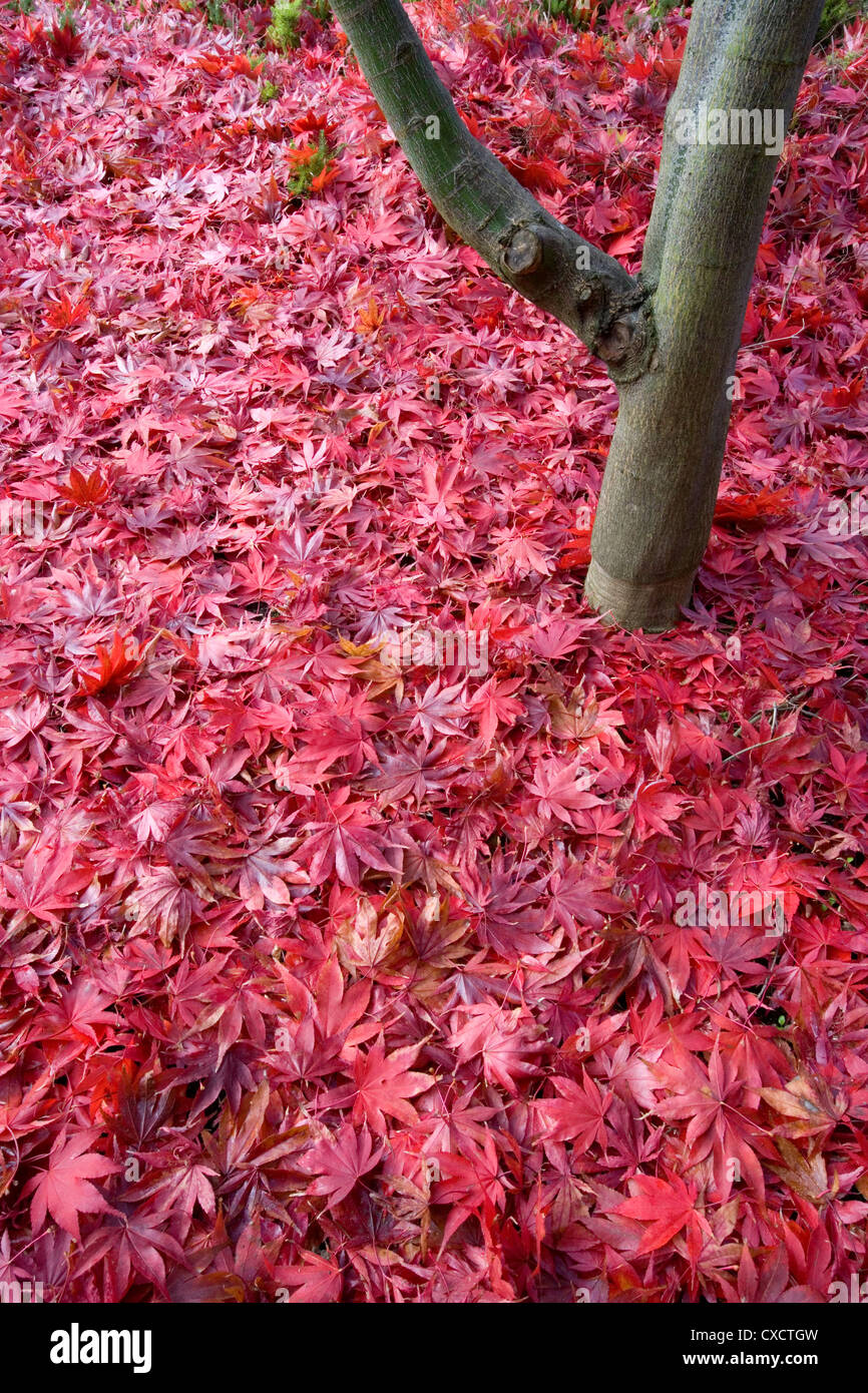Smooth Japanese Maple Acer palmatum (Aceraceae Stock Photo - Alamy