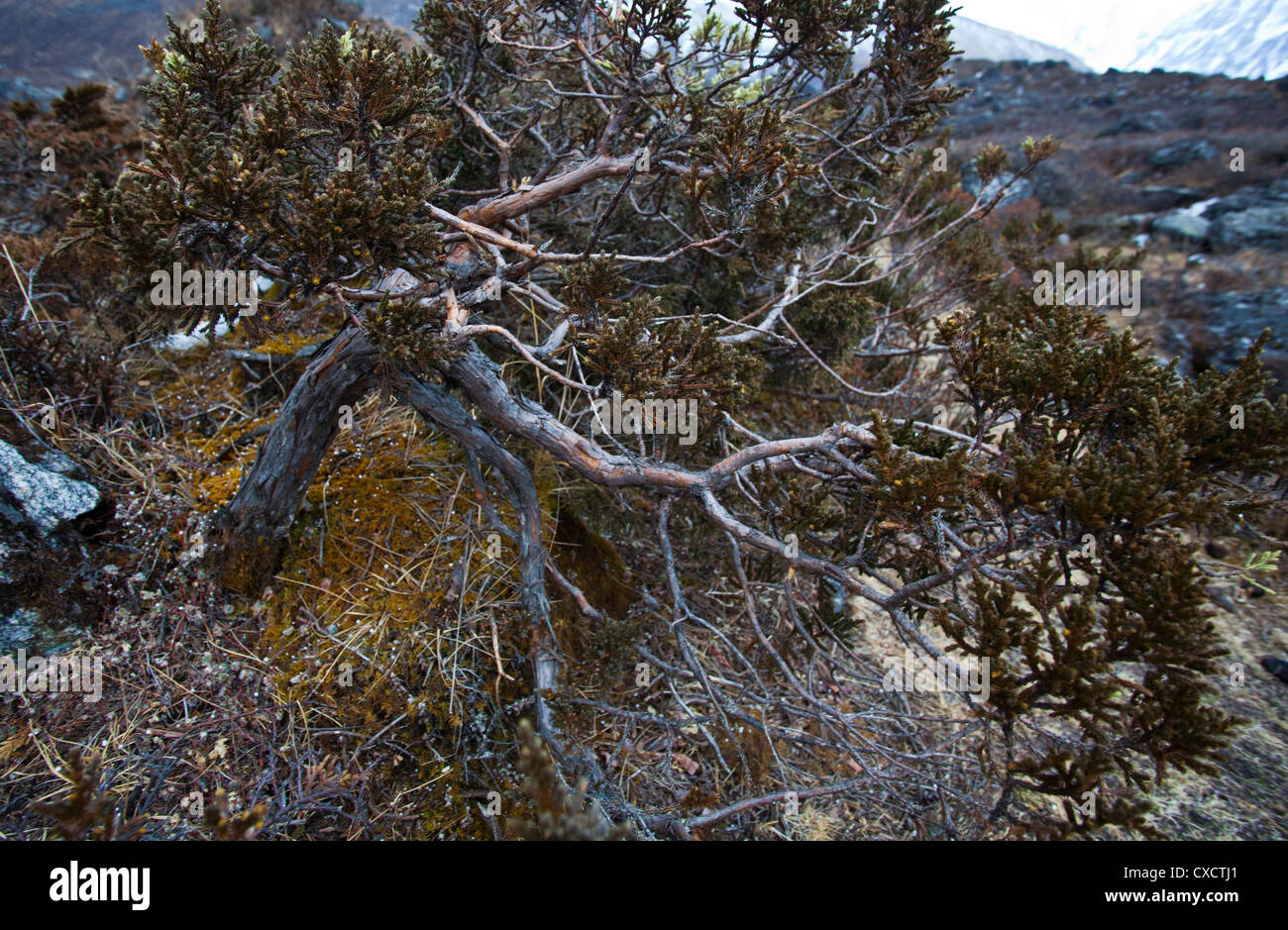 Himalaya himalayan nepal tree hi-res stock photography and images - Alamy