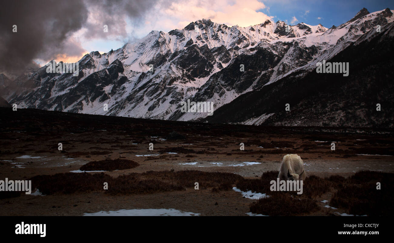White yak, Bos grunniens, grazing in an empty valley surrounded by snow ...