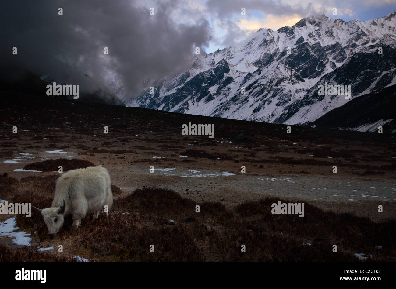 White yak, Bos grunniens, grazing in an empty valley surrounded by snow ...