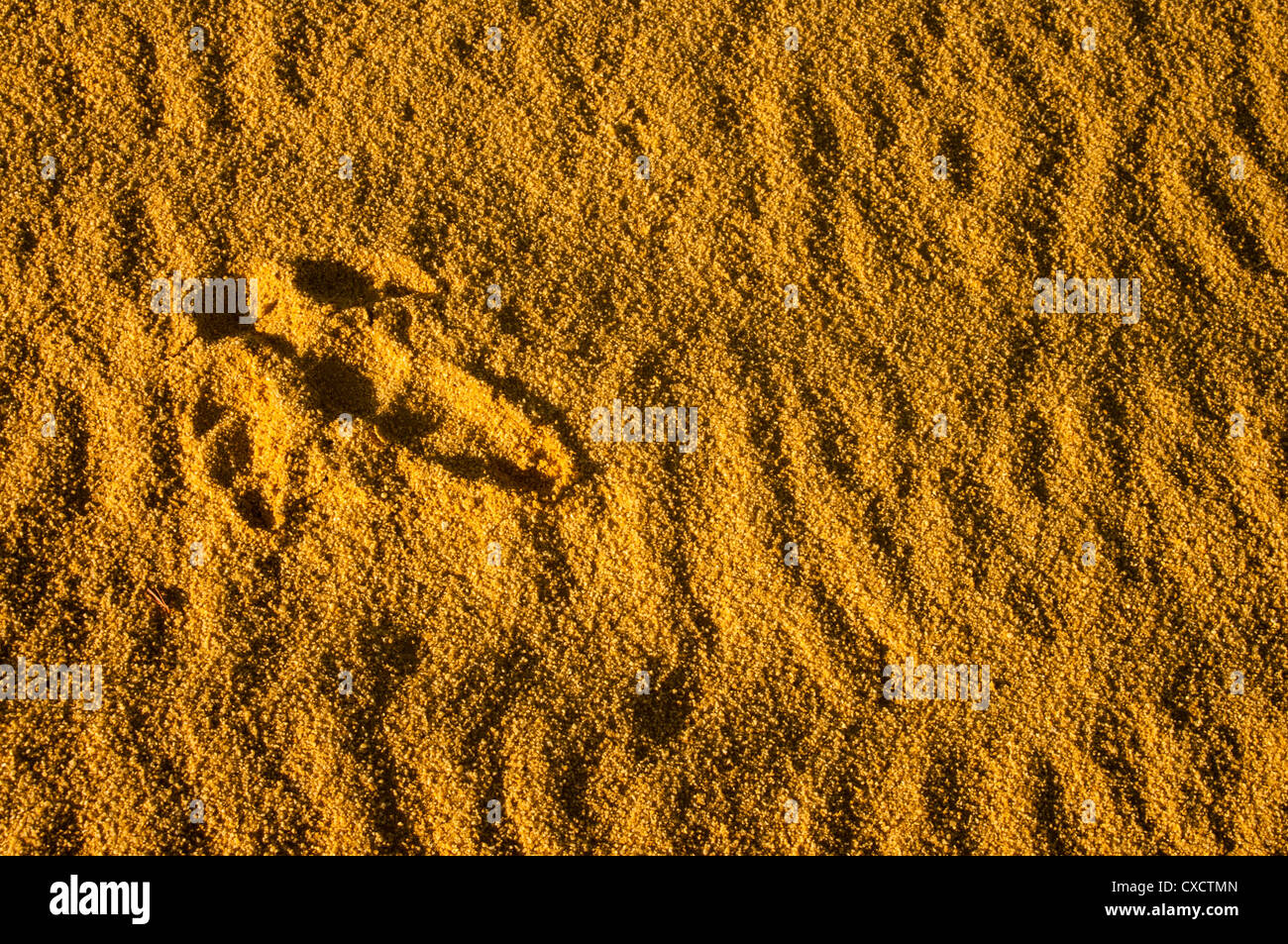 Emu footprint hi-res stock photography and images - Alamy