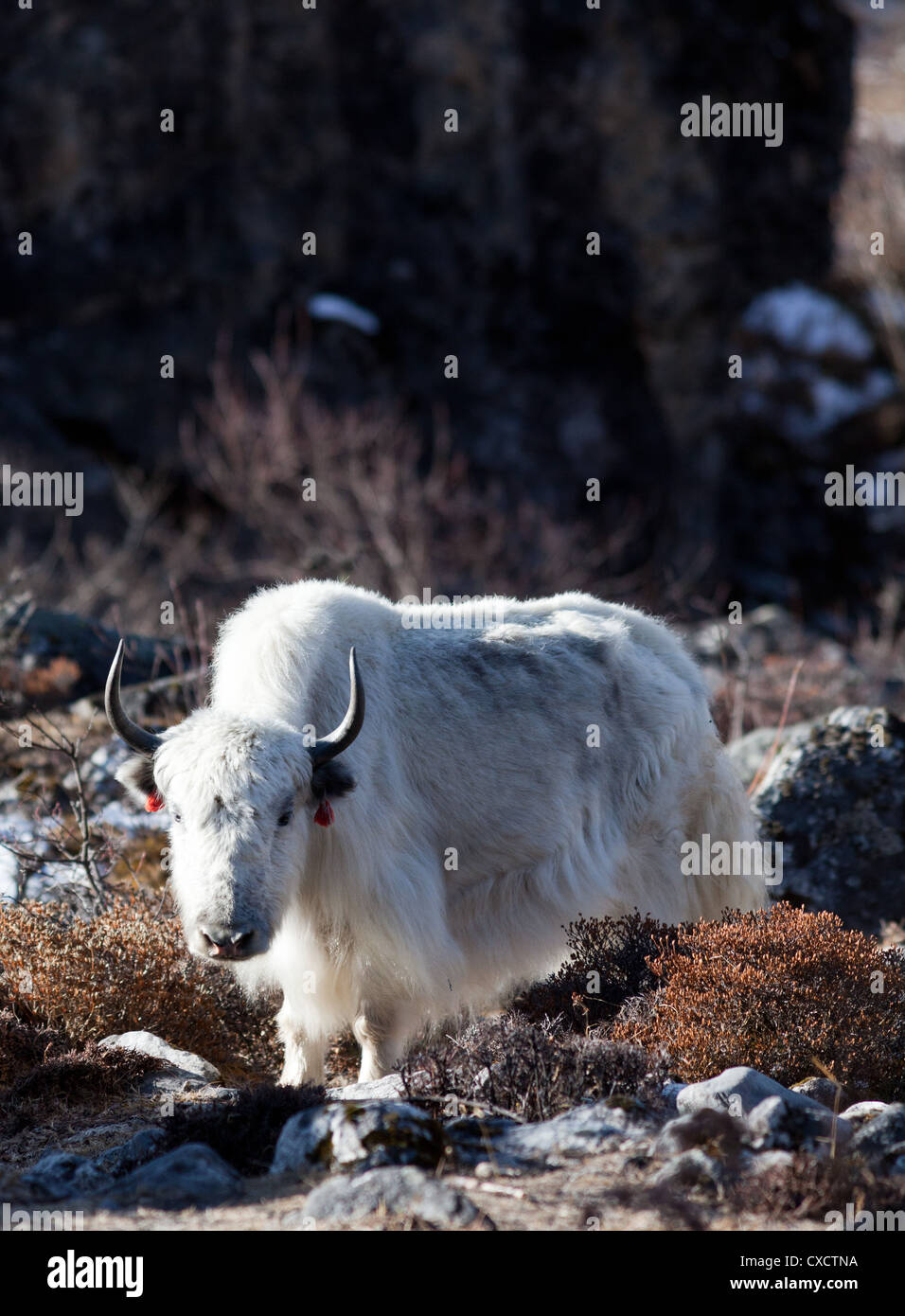 White Yak High Resolution Stock Photography and Images - Alamy