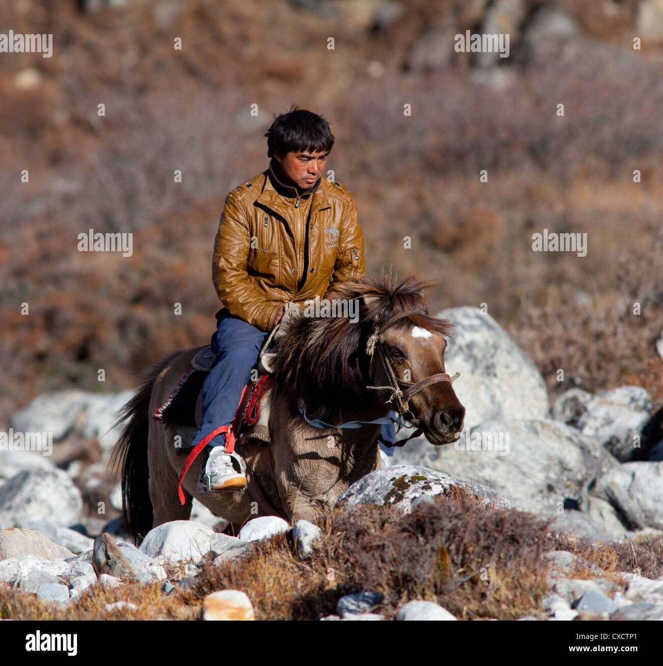 Nepali man riding a horse along the Langtang valley, Nepal Stock Photo ...