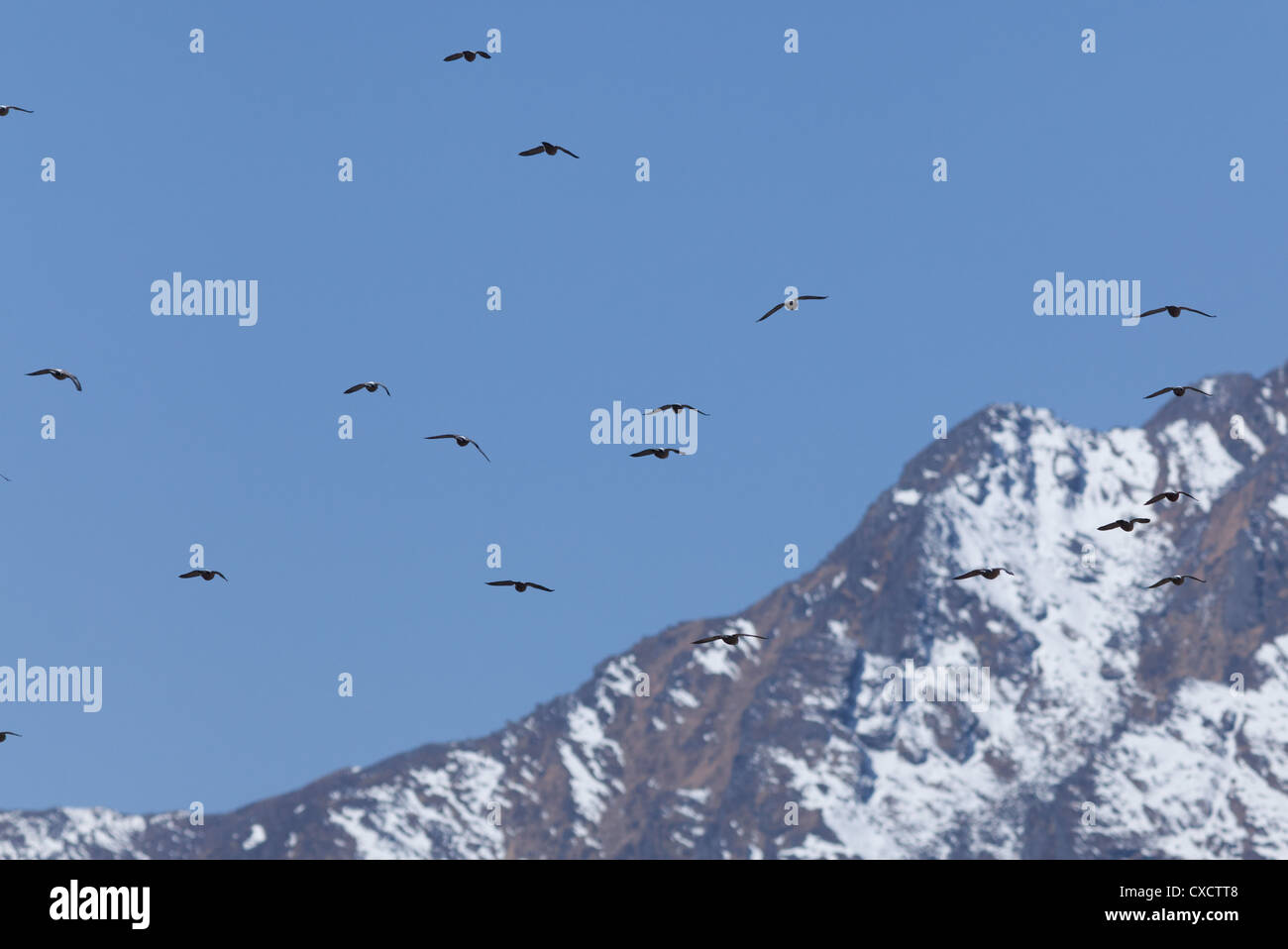 Snow Pigeons, Columba leuconota, in flight, Nepal Stock Photo - Alamy