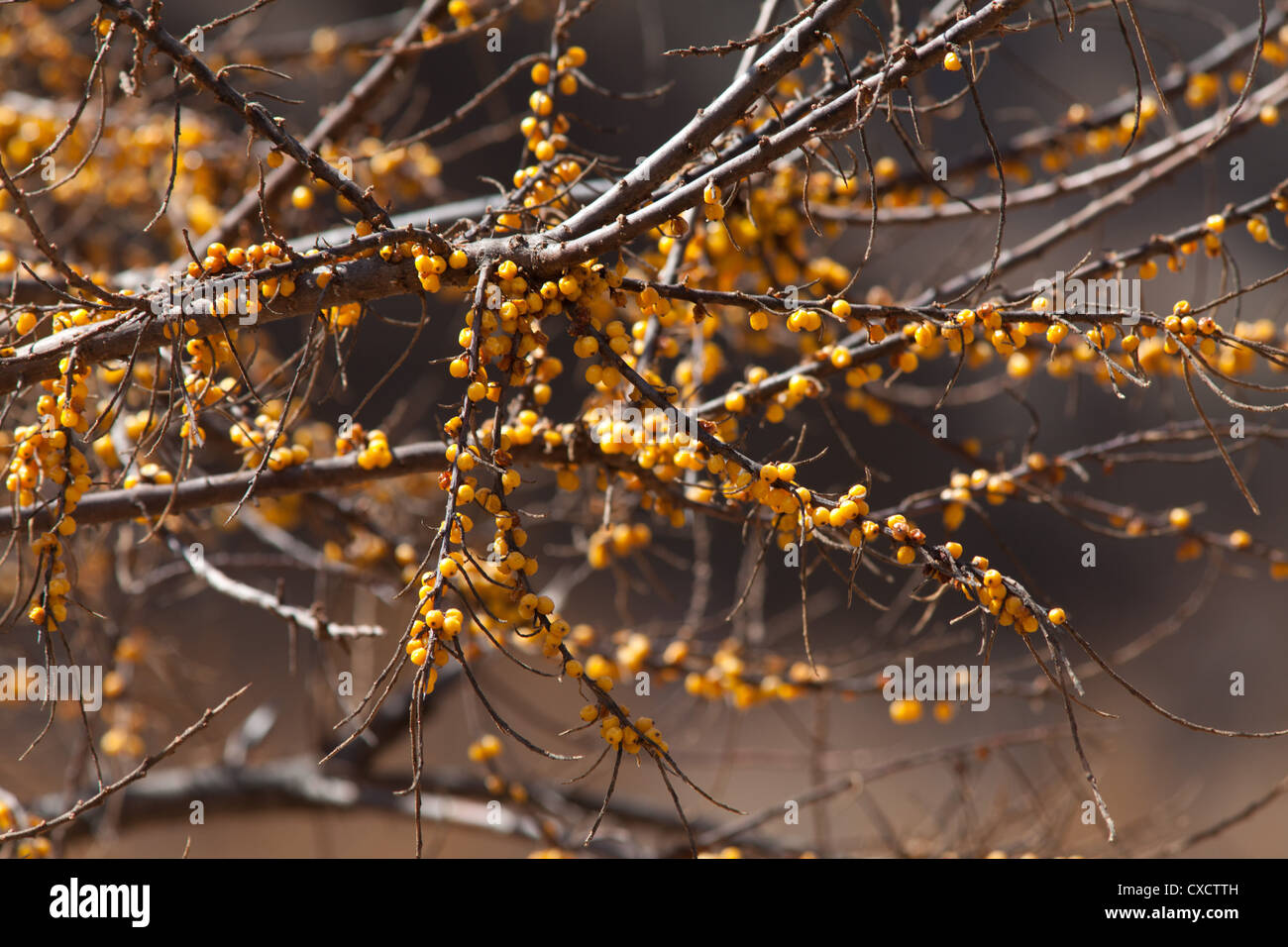 Berries berry fruit nepal hi-res stock photography and images - Alamy