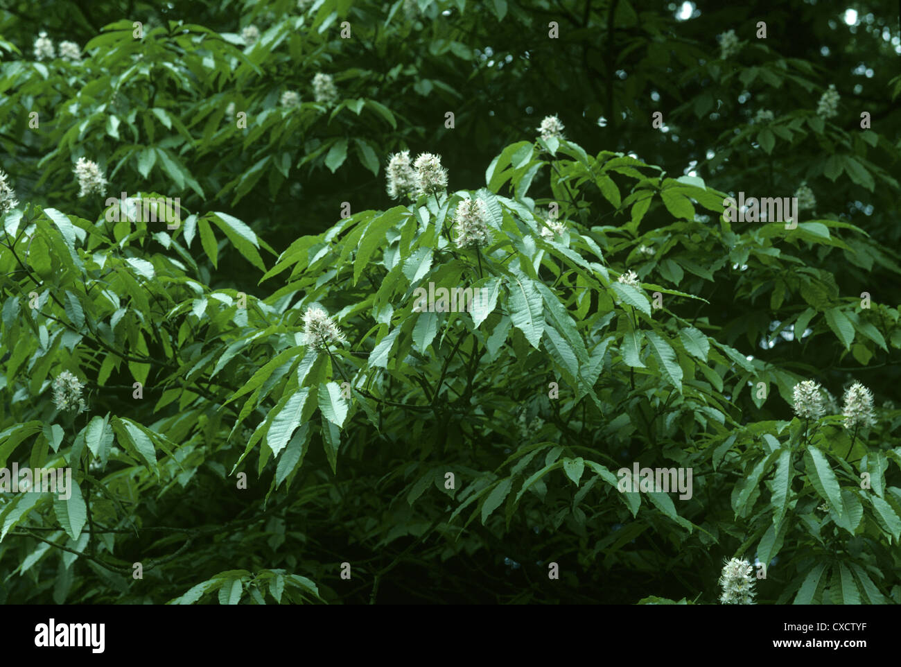 Indian Horse-chestnut Aesculus indica (Hippocastanaceae Stock Photo - Alamy