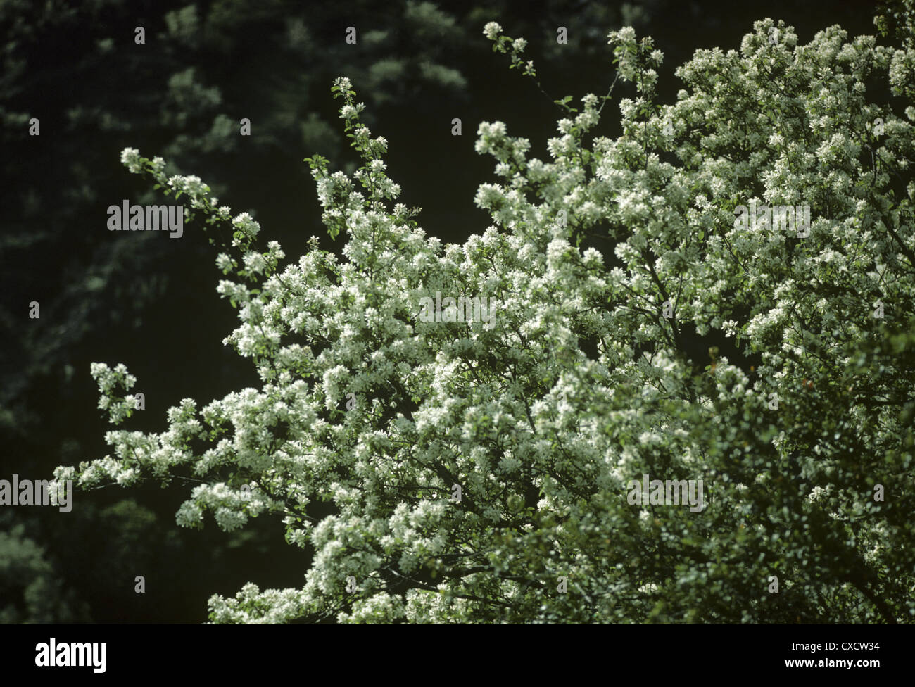 Ovalis hi-res stock photography and images - Alamy