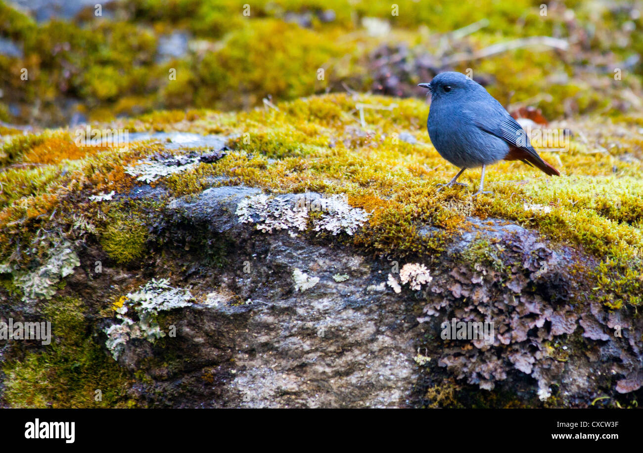 Water redstart hi-res stock photography and images - Alamy