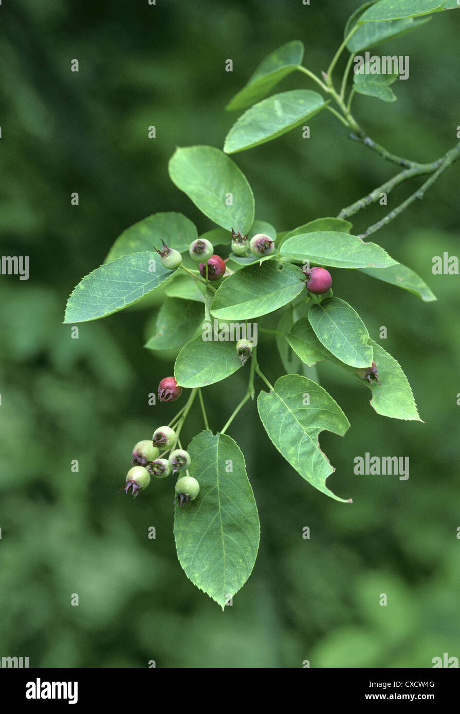 Snowy Mespil Amelanchier ovalis (Rosaceae Stock Photo - Alamy