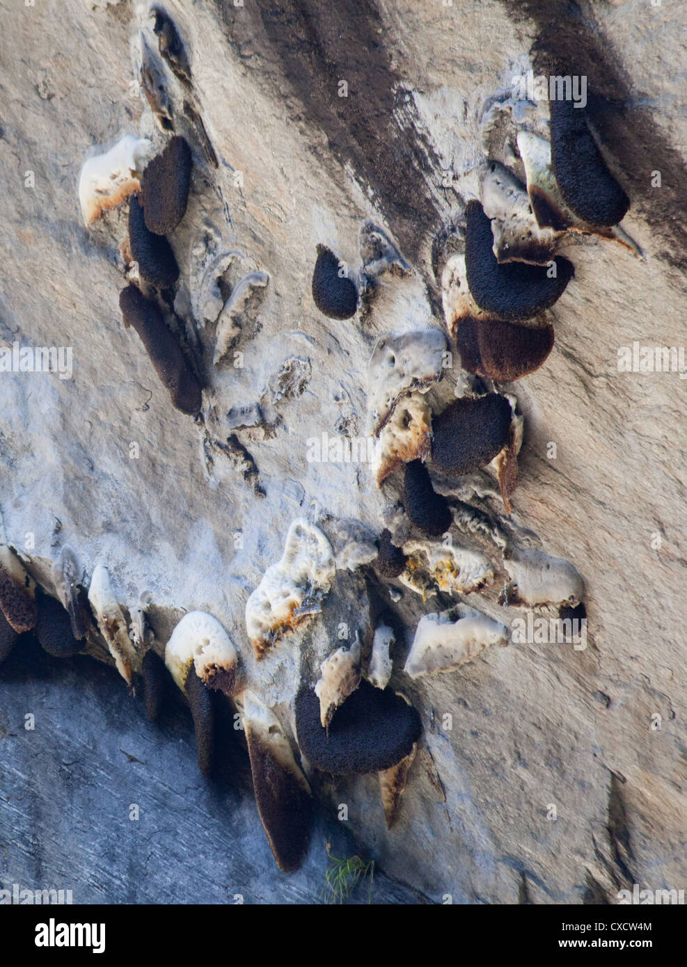 Himalaya insects hi-res stock photography and images - Alamy