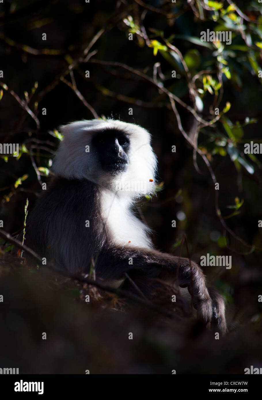 Nepal Gray Langur (Himalayan Langur), Semnopithecus schistaceus ...