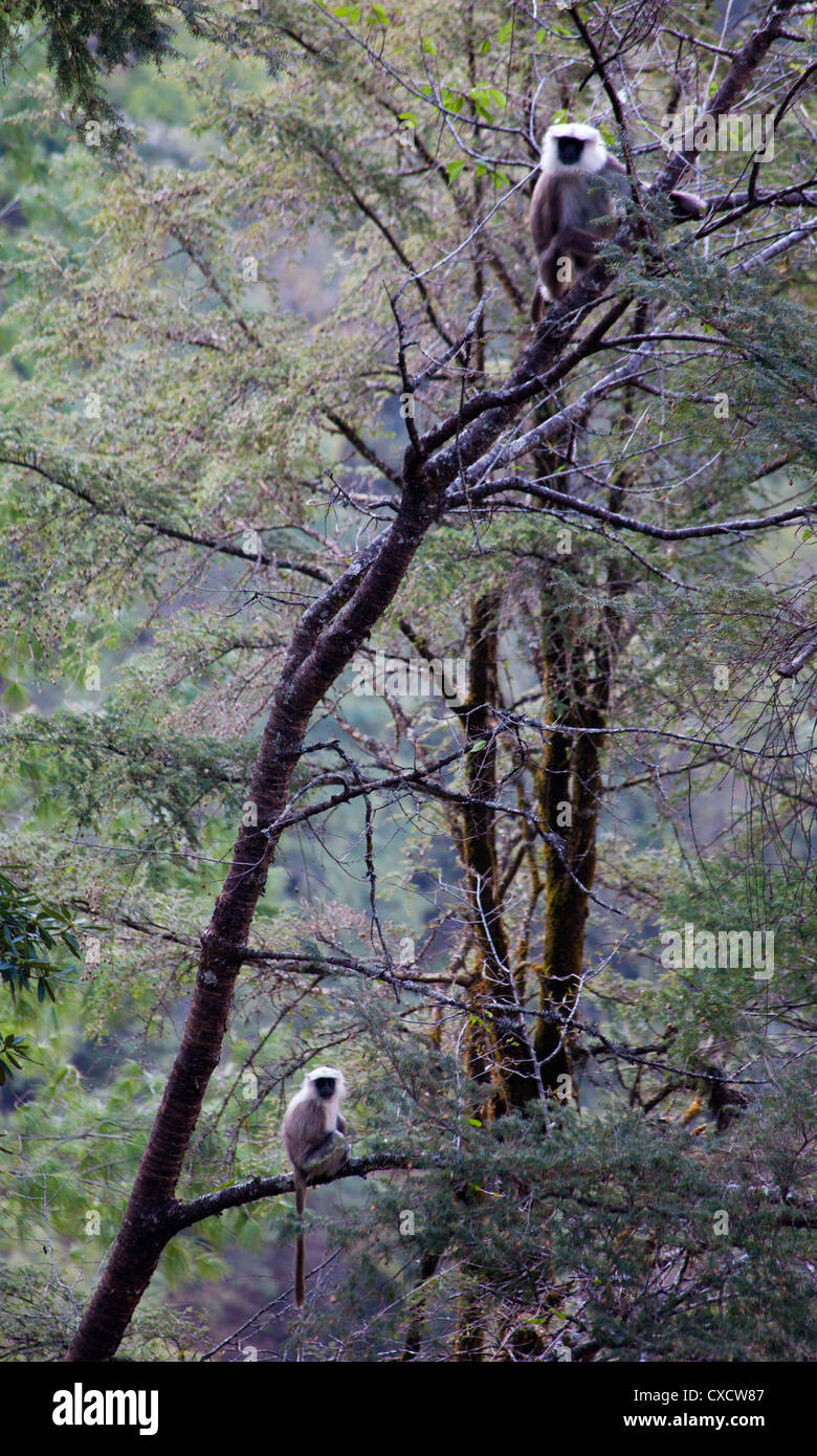 Himalayan monkey hi-res stock photography and images - Alamy