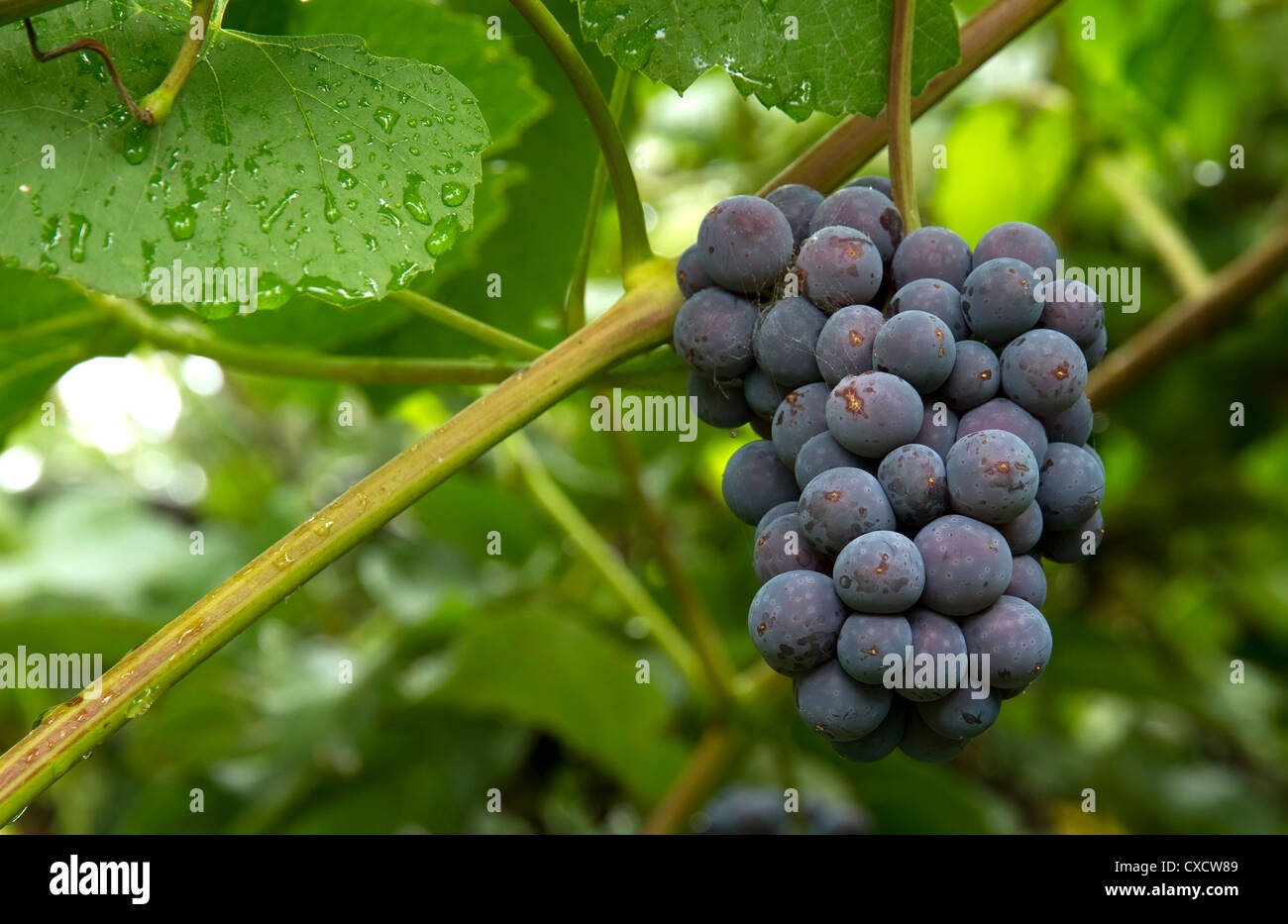 bunch of red grapes with leaves Stock Photo - Alamy