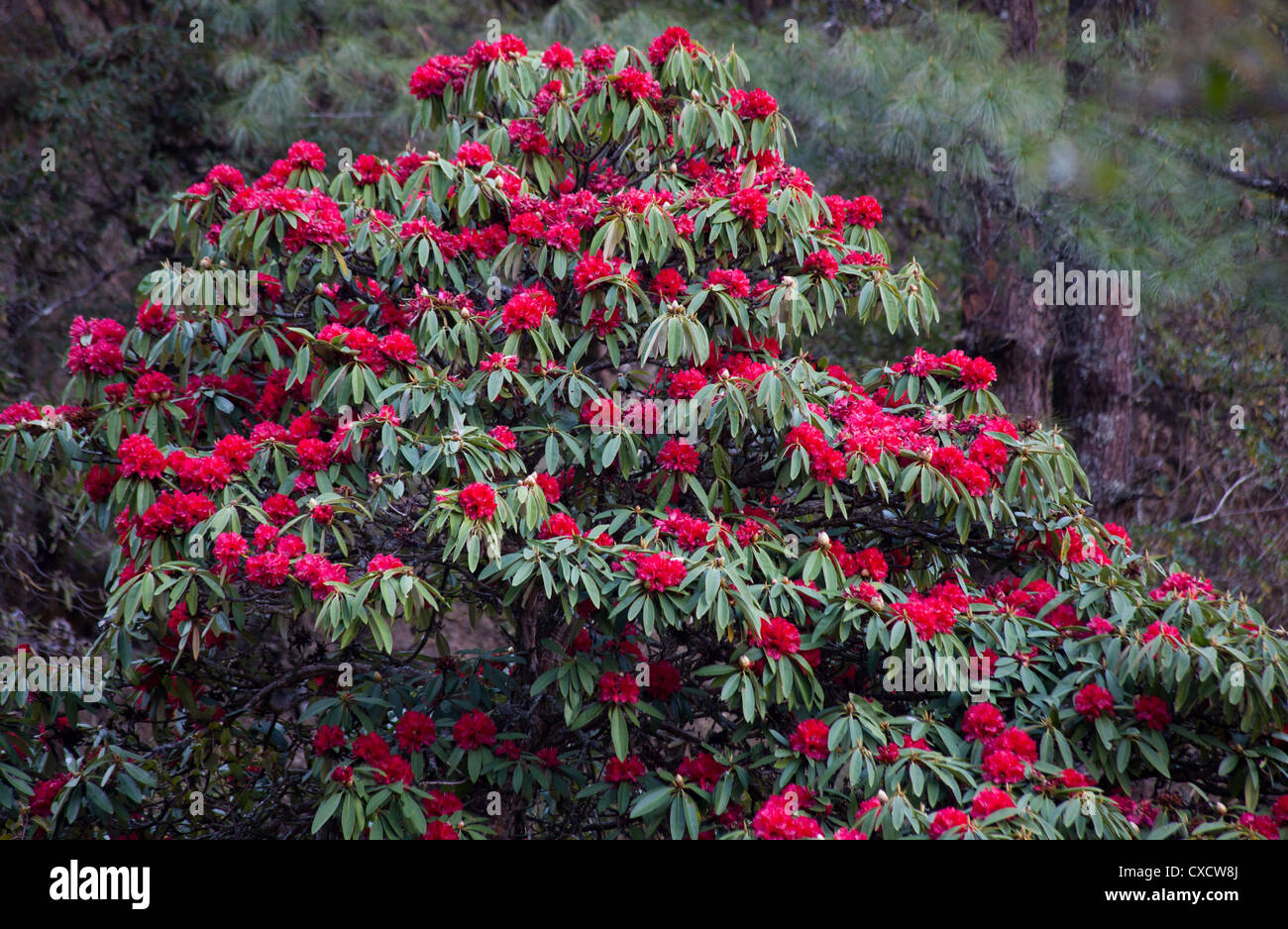 Red Rhododendrons, Rhododendron arboreum, Nepal Stock Photo - Alamy