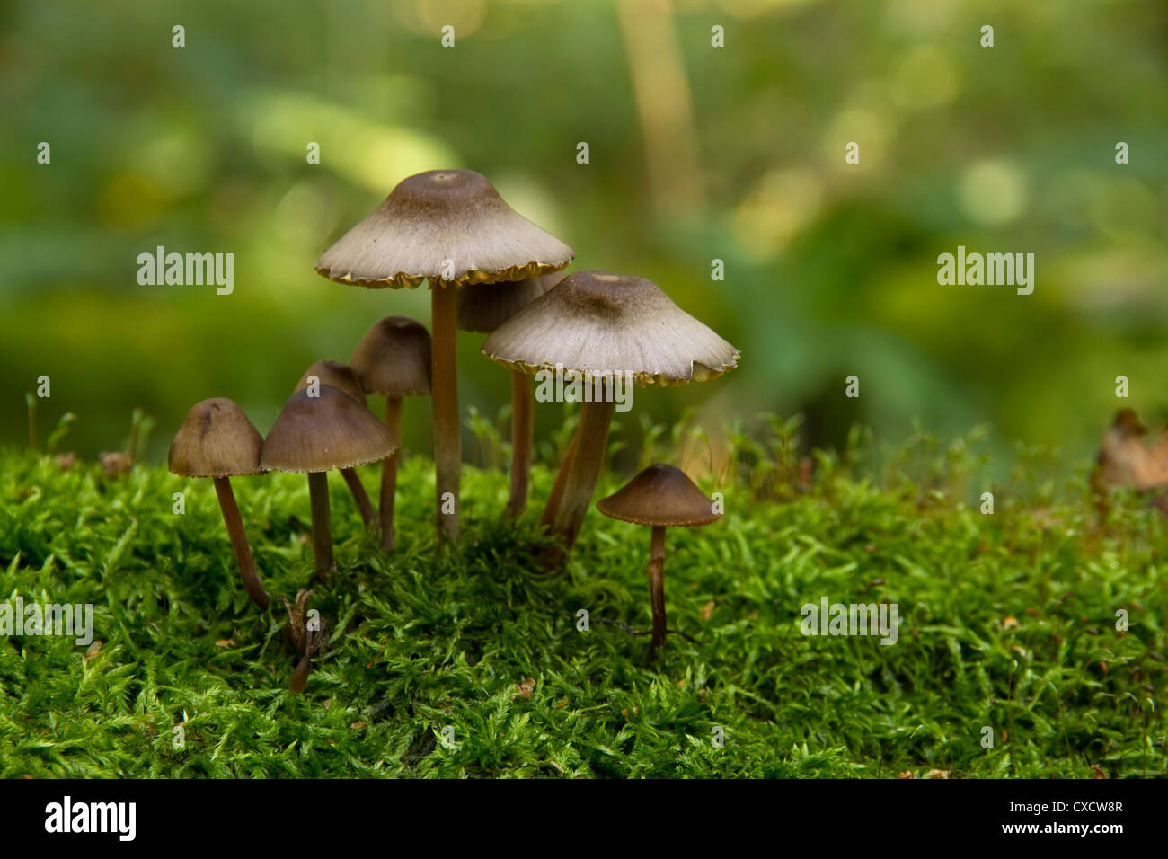 Mushroom covered tree hi-res stock photography and images - Alamy