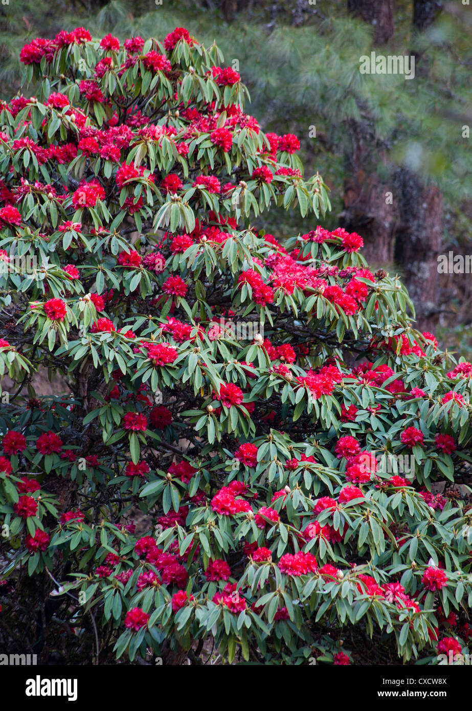 Rhododendron arboreum hi-res stock photography and images - Alamy